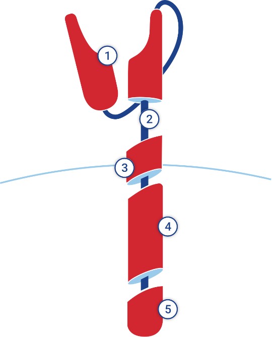 BREYANZI® Treatment Process in R/R CLL & SLL | For HCPs